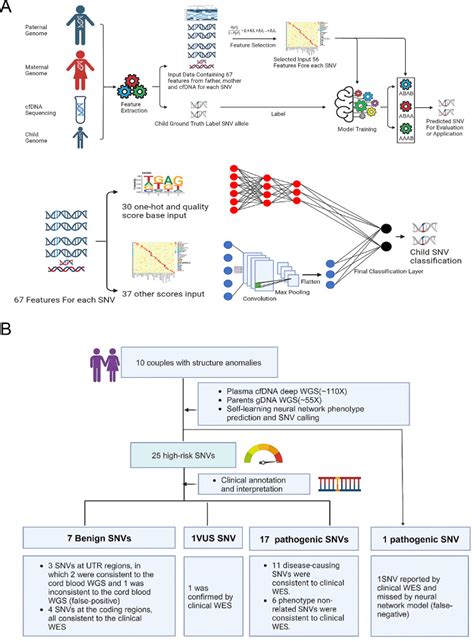 self learning neural network as a prediction model in non invasive prenatal testing to detect