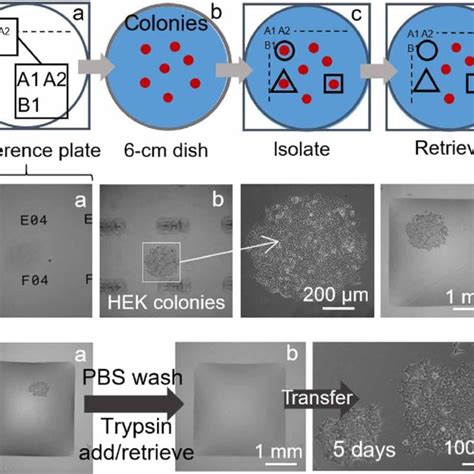 Semi Automating Selective Clone Picking Hek Cells The Printer Download Scientific Diagram