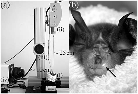 Experimental Setup A Overall Layout Of The Setup I Bat Ii Download Scientific Diagram