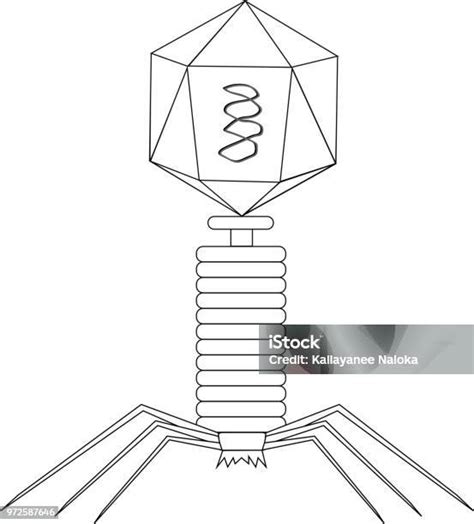 박테리오파지 0명에 대한 스톡 벡터 아트 및 기타 이미지 0명 건강관리와 의술 과학 Istock