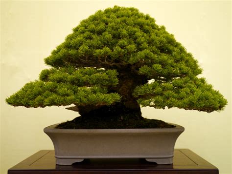 Japanese White Pine Bonsai Japan