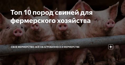 Топ 10 пород свиней для фермерского хозяйства Своё Фермерство всё об