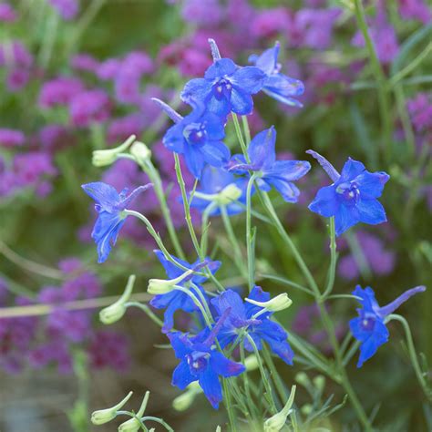 Delphinium Blue Butterfly Seeds Delphinium Grandiflorum