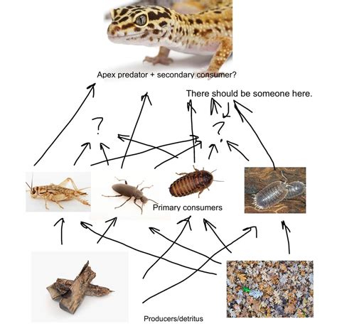 Carnivorous Cuc Rbioactive