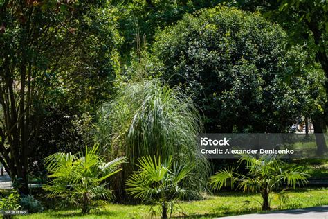 아름 다운 녹색 장식 잔디 Miscanthus Sinensis입니다 애들러 수목원의 봄 남부 문화 시리우스 소치 전경에는 젊은