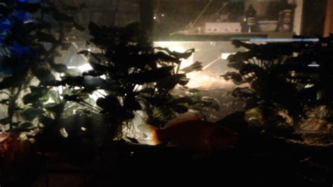 Matt Klapper Live Stream Youtube