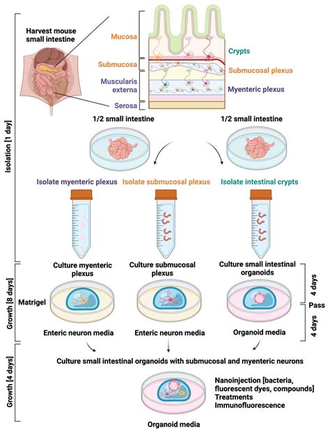 Myenteric Submucosal Plexus Histology