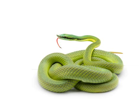 Reptichip Wholesale Program Reptichip Llc