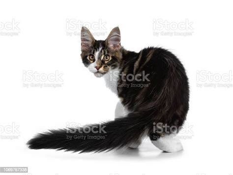귀여운 검은 줄무늬와 흰색 메인 Coon 고양이 서 주변을 공전 렌즈를 어깨 너머로 보고 흰색 배경에 고립 본문 뒤에 꼬리 가정