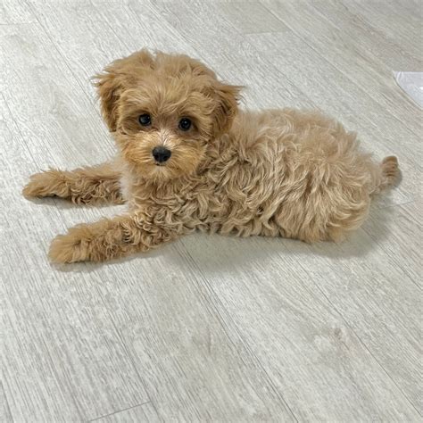 크림 말티푸 성견 성격 크기 어디까지 네이버 블로그