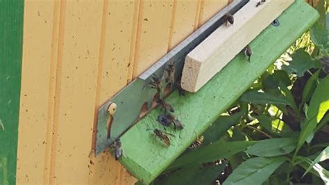 Осы напали на пчелиный улей 14 Натуральное пчеловодство Youtube