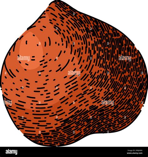 Hazelnut Nut Brown Sketch Hand Drawn Vector Stock Vector Image And Art