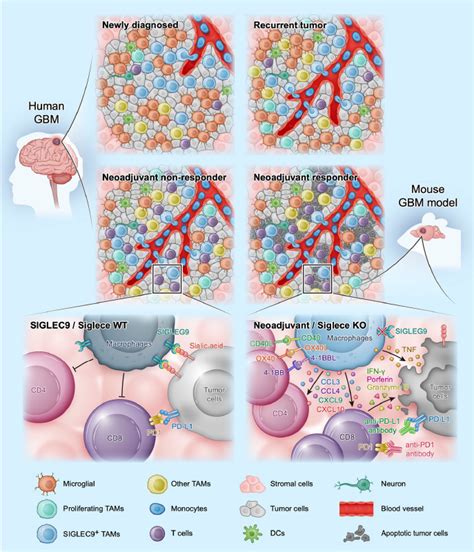 Nature Cancer贾广帅 冷启彬 陈俊 张庆玲等合作揭示胶质瘤治疗新策略 MedSci cn