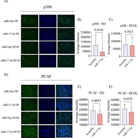 The Layout Of The Pc 3 Cell Line After Treatment With Mir 17 5p Mimics Download Scientific