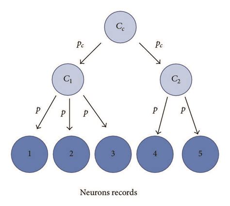 Neuronal Interconnection Schemes A C1c2cn Are Presynaptic