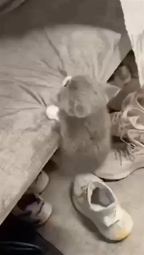 Pin By Katie Moffat On Everything Adorable But Mostly Cats Always