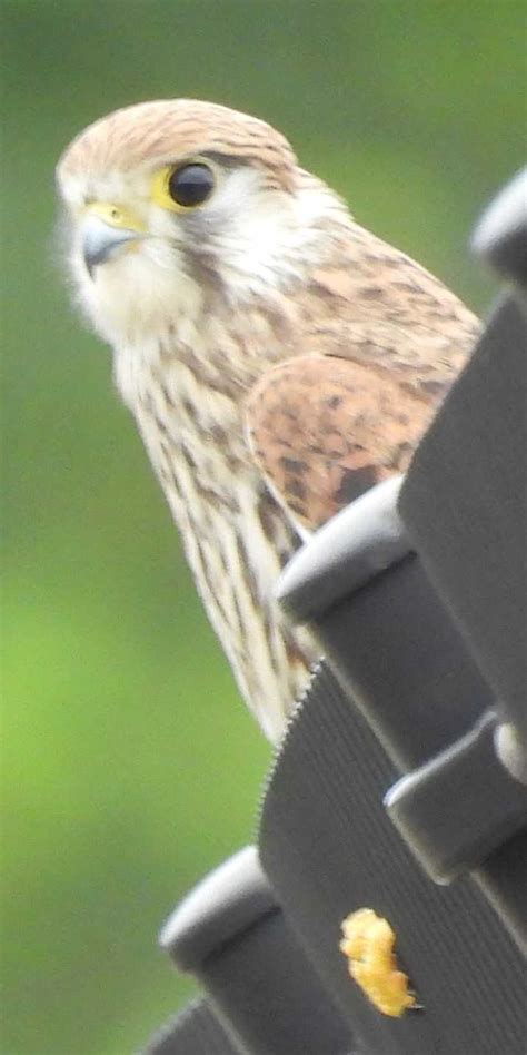 コンデジ鳥撮散歩 テクノポリスのチョウゲンボウ 播磨科学公園都市 何鳥 兵庫県 北播磨野鳥巡礼 楽天ブログ