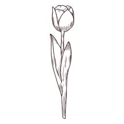 Tulip Natur Symbol Strichzeichnungen PNG Und SVG Design Für T Shirts
