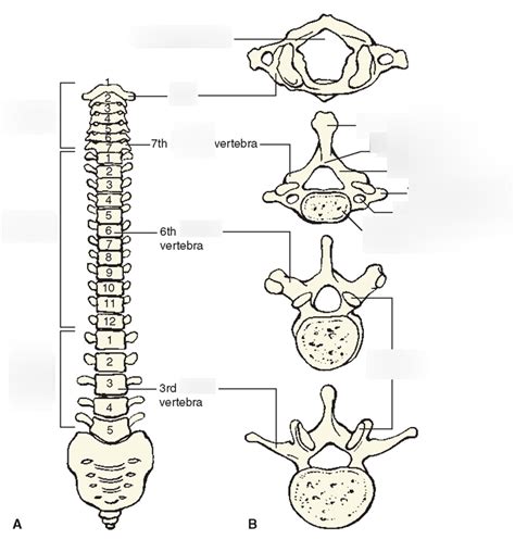 Vertebral Column And Rib Cage Diagram Quizlet