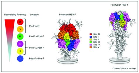 Location Of The Major Antigenic Sites On Pre F And Post F Conformations