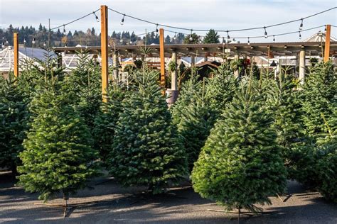 Truth Beneath The Tinsel Christmas Tree Farms And Sustainability Agdaily