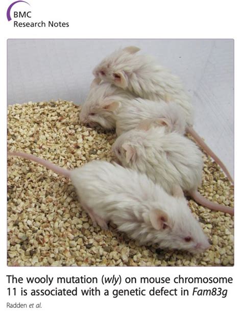 But Weve Already Got Wooly Mice