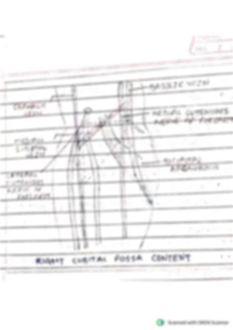 SOLUTION Cubital Fossa Bhms Anatomy Studypool