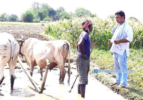खेतमा भोट माग्दै उम्मेदवार अन्नपूर्ण पोस्ट्