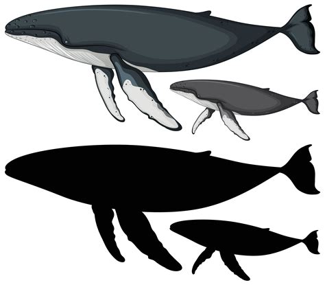 Whale Silhouette Vector Art Icons And Graphics For Free Download