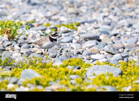 Common Ringed Plover Charadrius Hiaticula Camouflaged Against Stones
