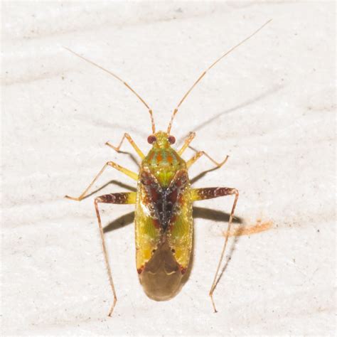About Phytocoris Sp Maryland Biodiversity Project