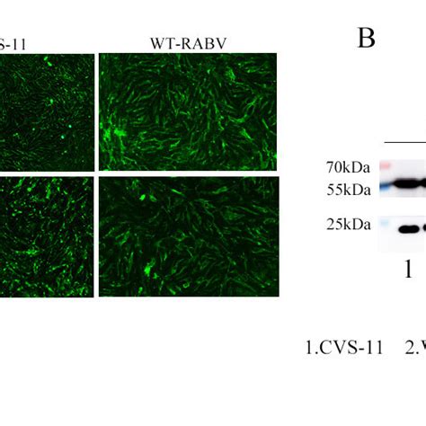 The Reactivity Of Monoclonal Antibodies Mabs Against M Protein A
