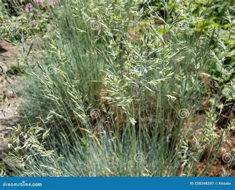 Macro Shot Of The Festuca Fescue Evergreen Tufted Grasses In A