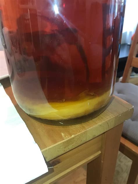 Is My Scoby Alive After Unfreez R Kombucha