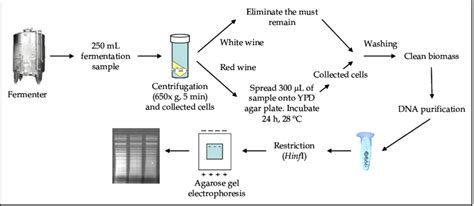 Methodology For The Rapid Test Assays By Restriction Analysis Of The