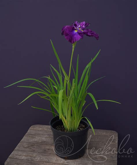 Ирис мечевидный (Iris ensata `Eileen`s Dream`) - Ирис мечевидный- Ирис ...