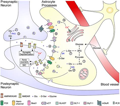 Frontiers Astrocytic Regulation Of Glutamate Transmission In