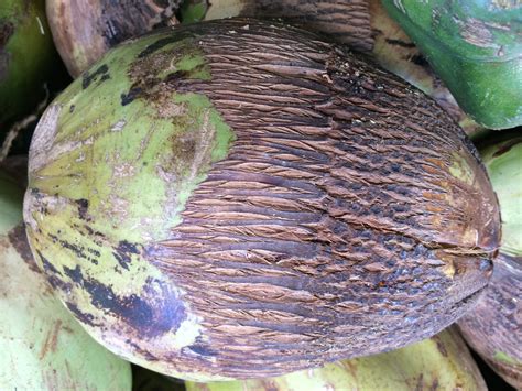 Coconut Diseases And Pests Description Uses Propagation