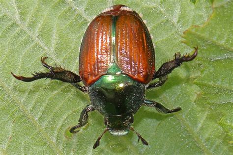 Prédateurs des araignées qui sont ils et comment les contrôler