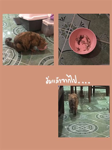 เอาใจเจ้านาย ปลาต้มกับน้ำเกรวี่ กินน้อย เบื่ออาหารทำตามด่วน แกลเลอรี