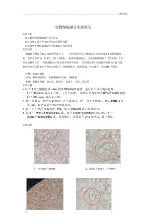 动物细胞融合实验报告