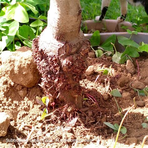 Care For Grafted Plants Rootstocks Suckers Subtropical Urban Eden