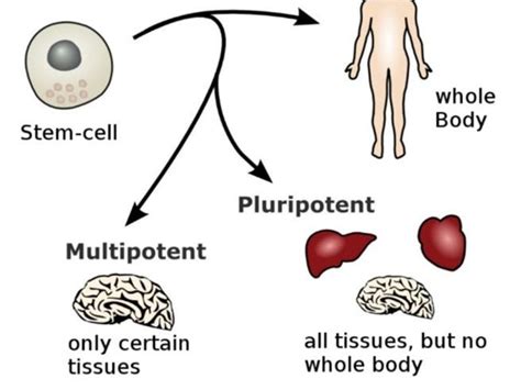 Aqa A2 Biology 8a Gene Expression Teaching Resources
