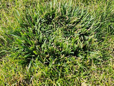 Crabgrass Lawn Care Forum