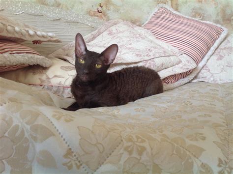 Редкий котик корниш рекс — Drive2
