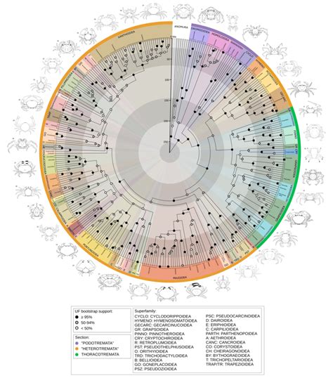 Summary Of Phylogeny And Divergence Time Estimates For Brachyura