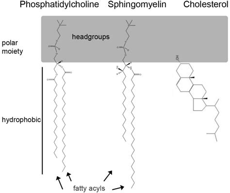 Figure 1 From The Role Of Oxysterol Binding Proteins In Macrophages