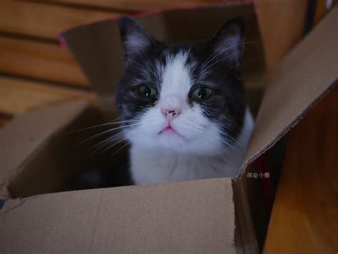 民间流传的猪来穷狗来富猫来头上顶白布到底是什么意思 俗语 猫 白布 新浪新闻