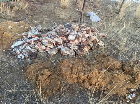 Иргэдэд 101 сая төгрөгийн хохирол учруулсан малын хулгайн гэмт хэргийг илрүүлжээ Isee Mn