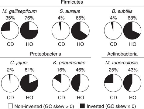 A Large Percentage Of Head On Genes Were Originally Co Directional The